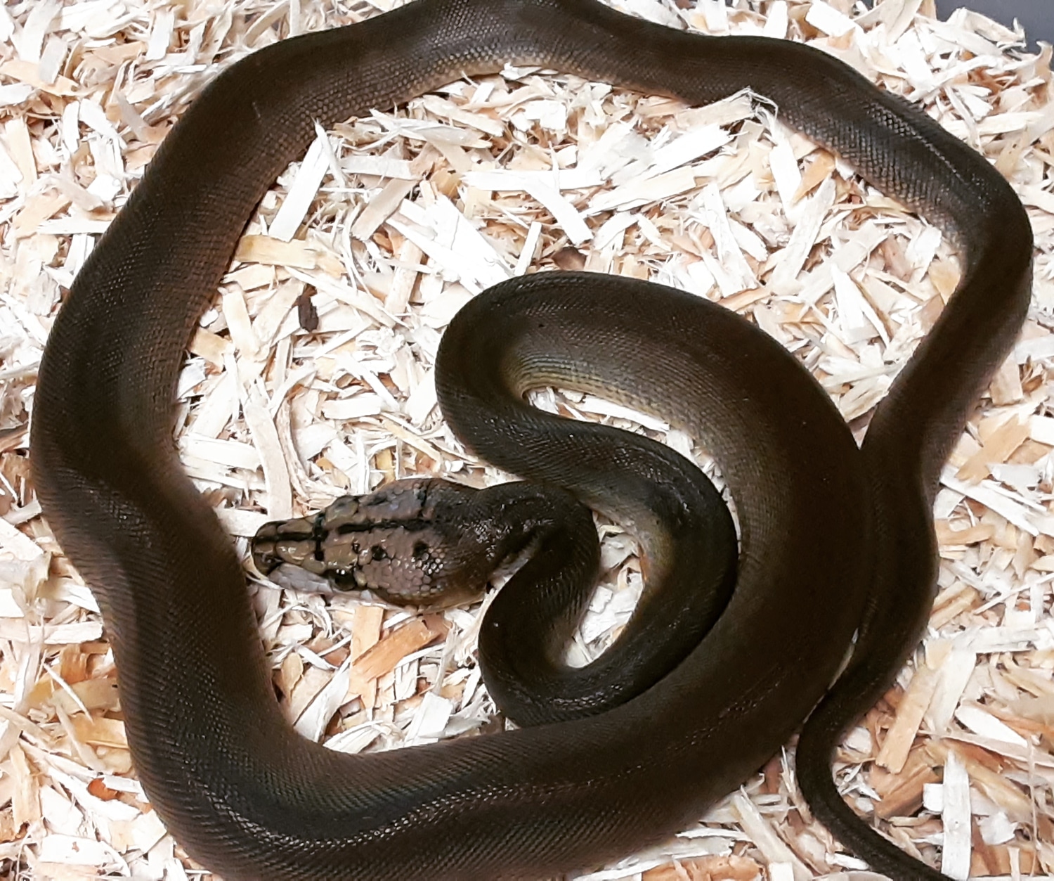 Motley Goldenchild 100% Het Purple Reticulated Python by The Reptile ...