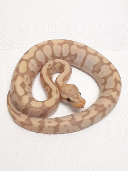 Banana HGW Calico Pos Het Clown Ball Python by The Reptile Shop