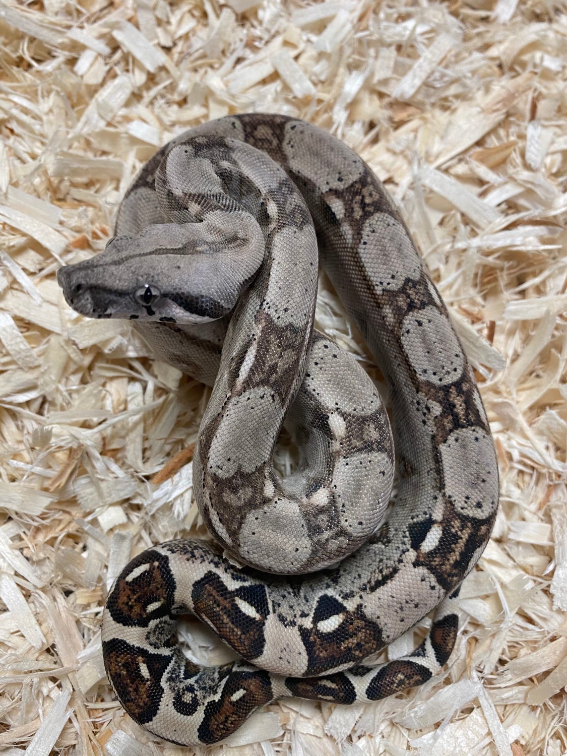 100% Het Anery Red Tail Boa Constrictors Ball Python by The Reptile ...