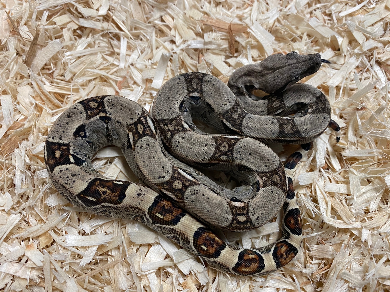 100% Het Anery Red Tail Boa Constrictors Ball Python by The Reptile ...
