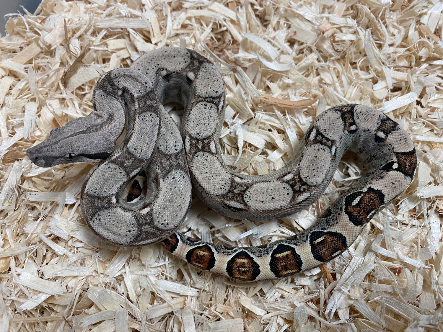 100% Het Anery Red Tail Boa Constrictors Ball Python by The Reptile ...