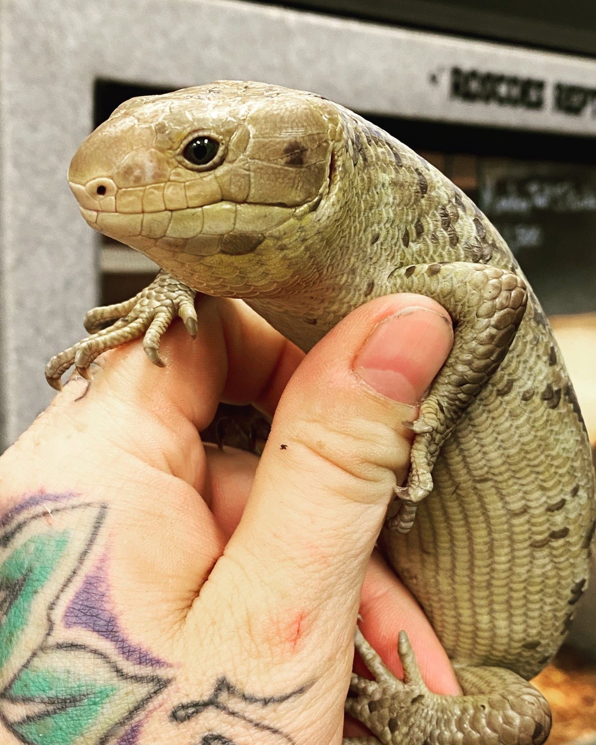 Monkey Tail Skinks Monkey-tailed Skink by The Reptile Shop - MorphMarket