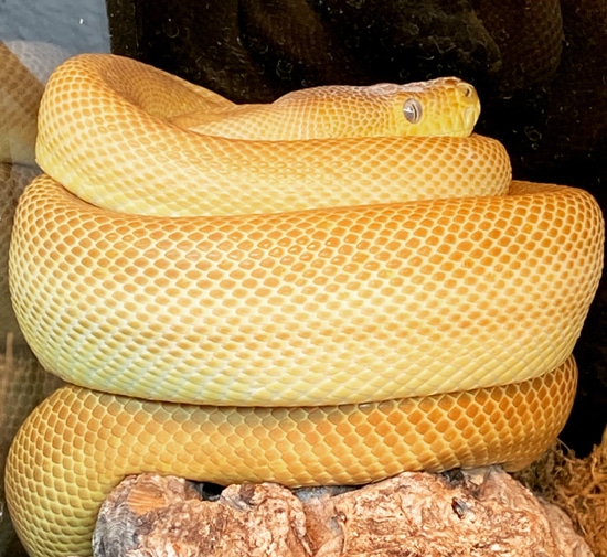 Super Zebra Carpet Python Pos Carmel 50% Het Snow Jungle Carpet Python ...