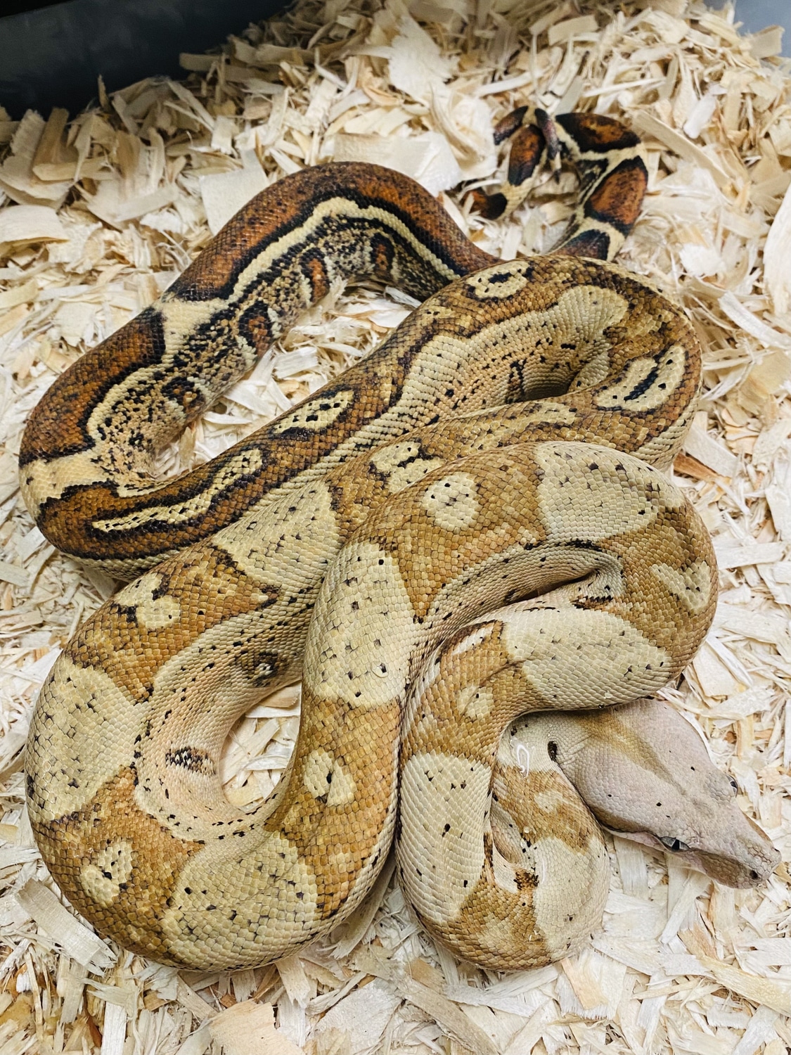 Hypo Jungle 66% Het VPI (3 Feet) Boa Constrictor by The Reptile Shop ...