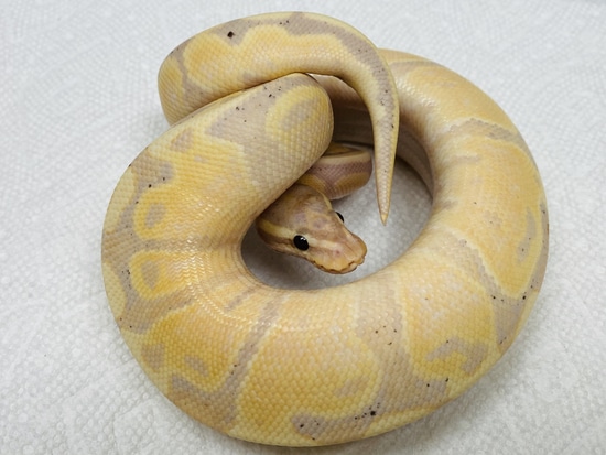 Banana Fire Ball Python’s by The Reptile Shop
