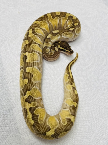 Nuclear Enchi Ball Python by The Reptile Shop