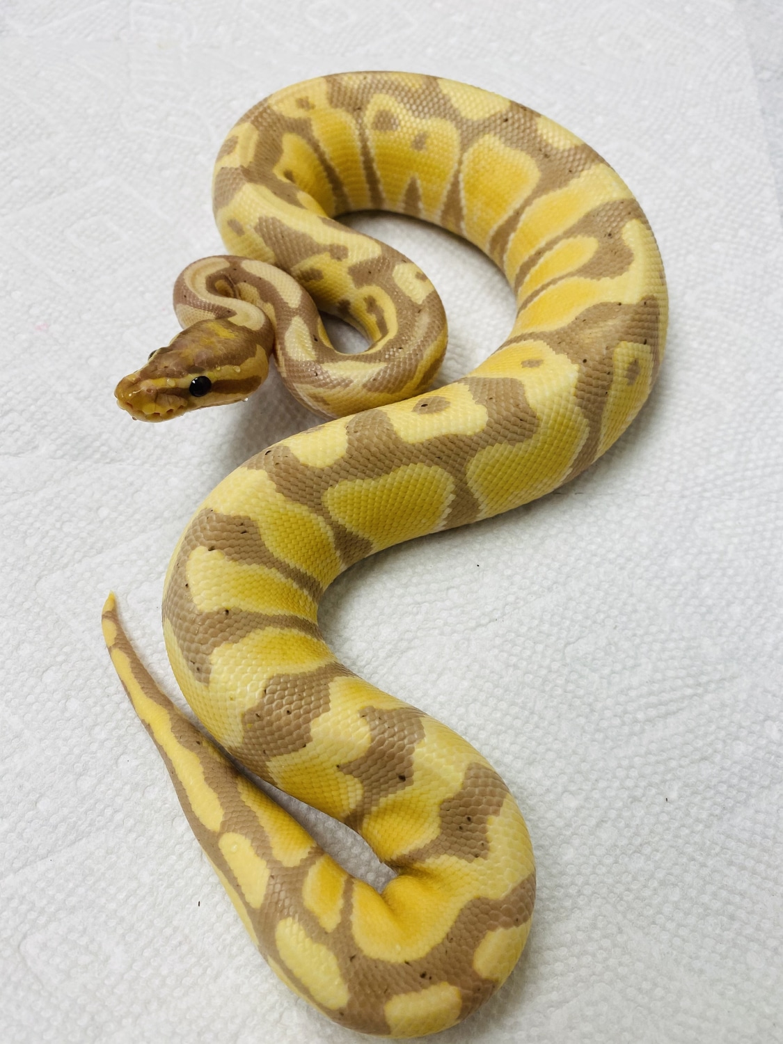 Banana Enchi Yellow Belly Ball Python by The Reptile Shop - MorphMarket