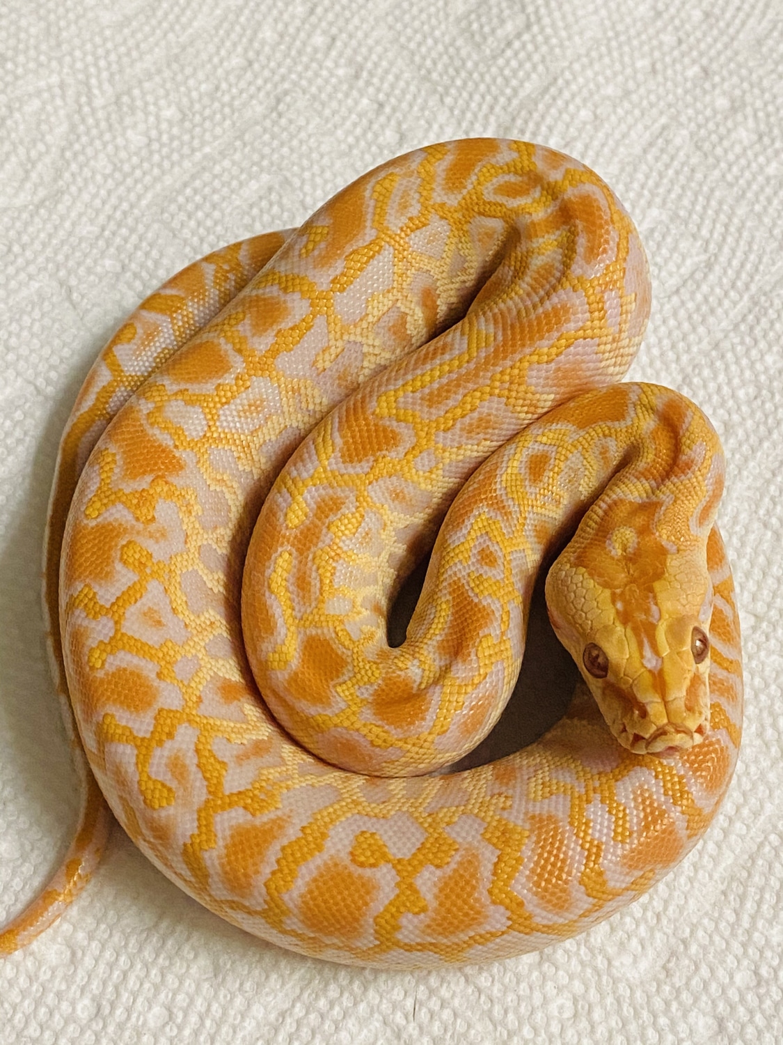 Albino 100% Het Labyrinth 50% Het Granite Burmese Python by The Reptile ...