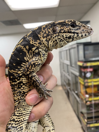 Gold Tegu Other Tegus by The Reptile Shop