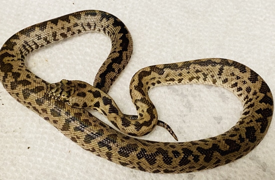 Cape York Spotted Pythons by The Reptile Shop