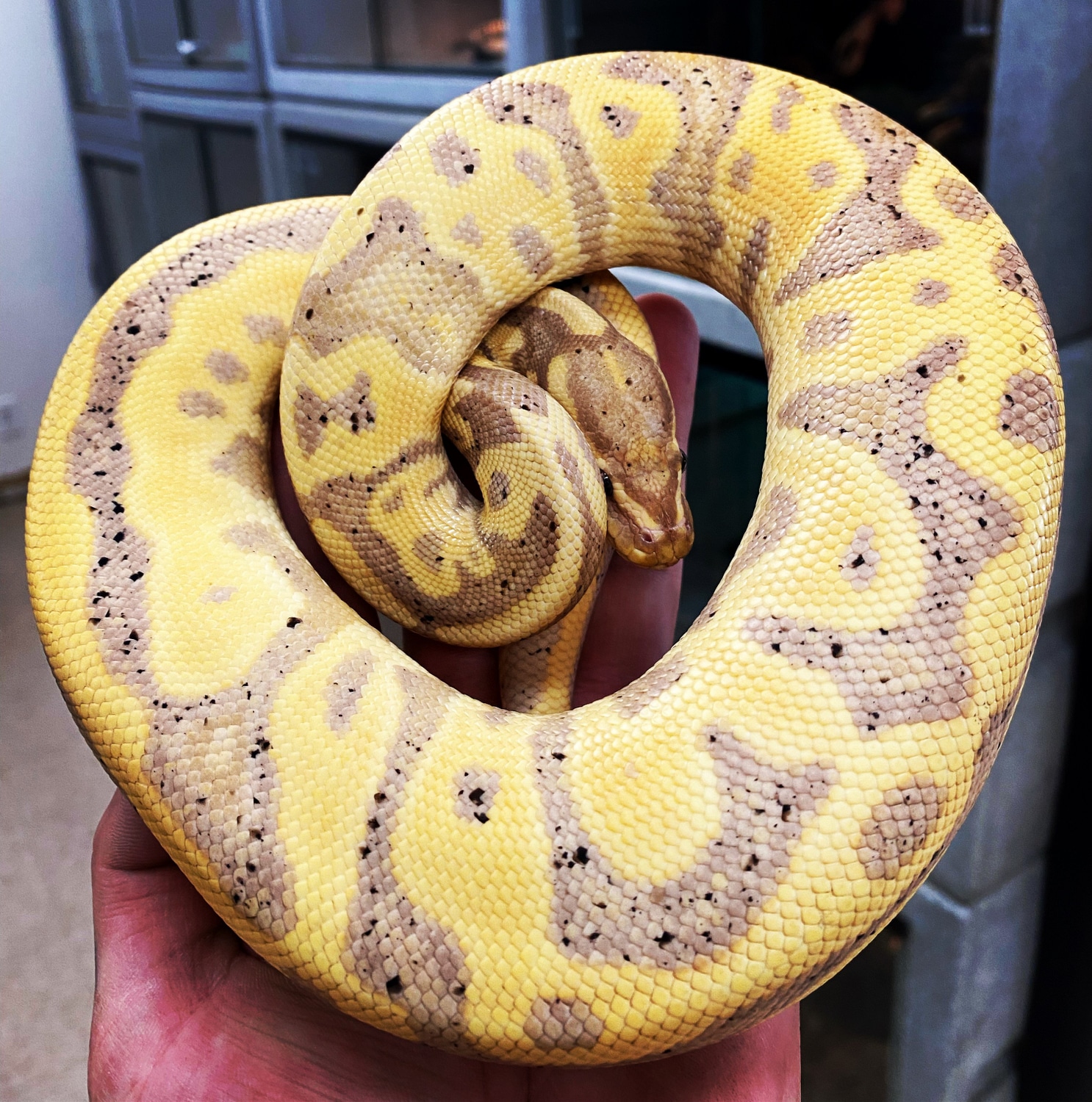 Banana Leopard (500 Plus Grams) Ball Python by The Reptile Shop ...