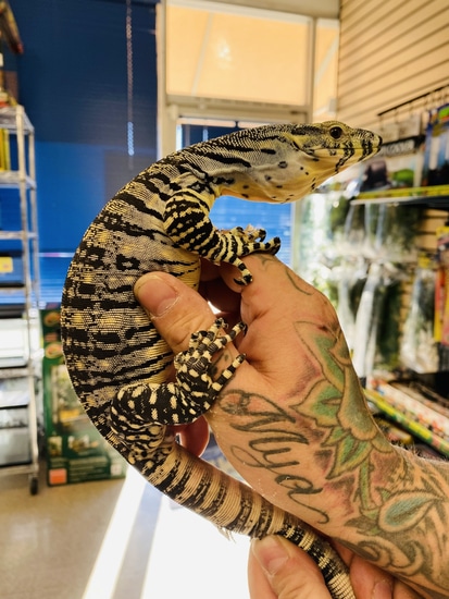 Blue Variable Phase Lace Monitor Other Monitor by The Reptile Shop