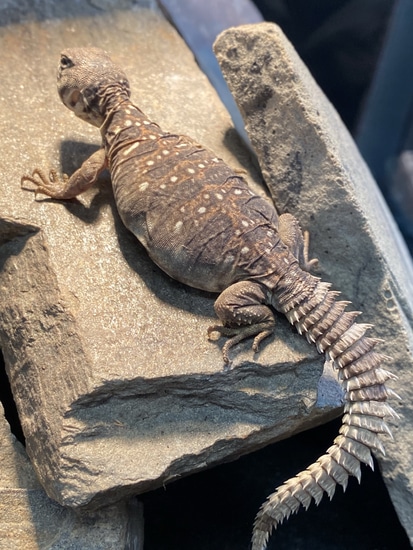 Ocellated Uromastyx (Captive Bred) More Lizard by The Reptile Shop