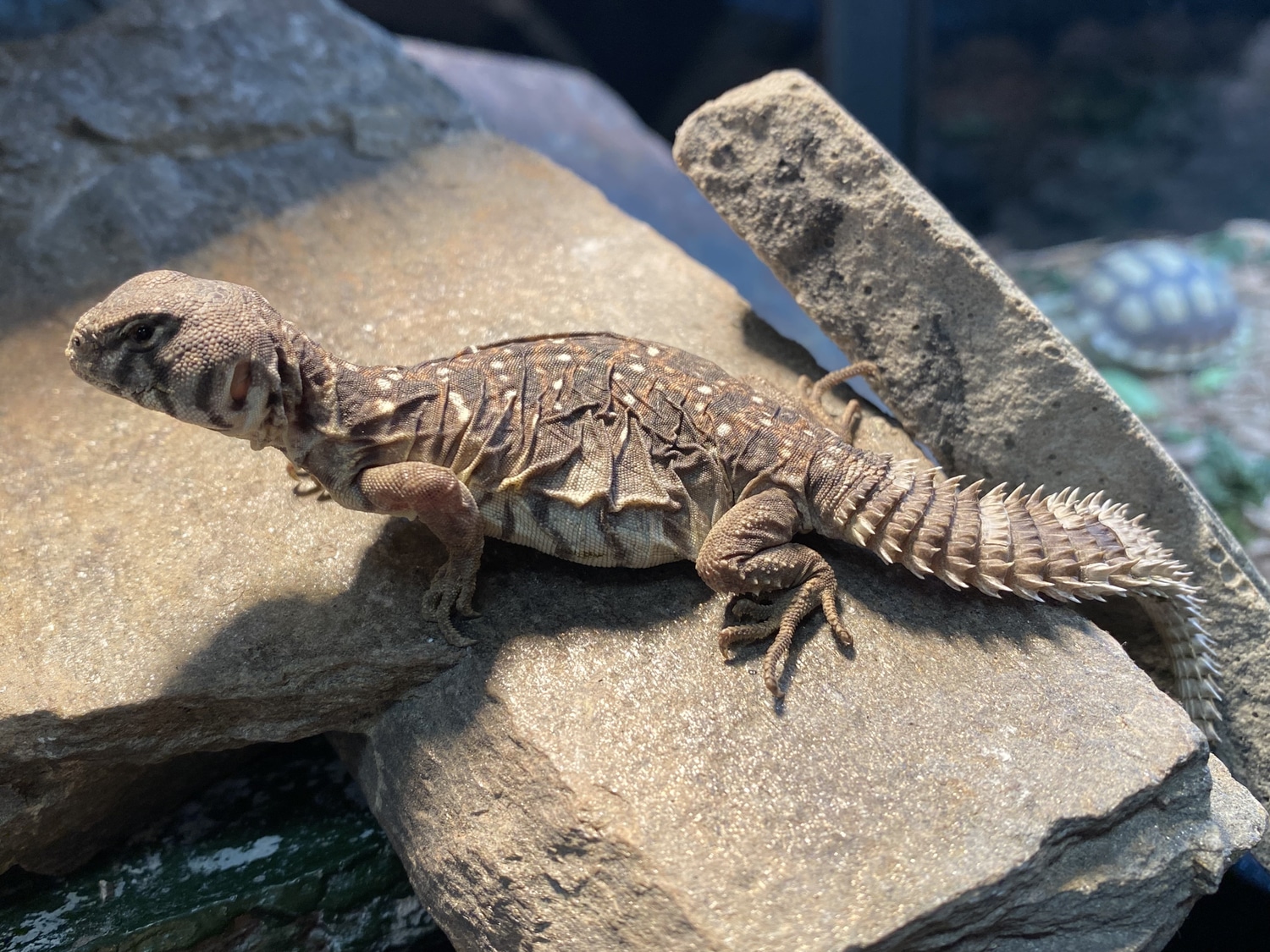 Ocellated Uromastyx (Captive Bred) Other Lizard by The Reptile Shop ...