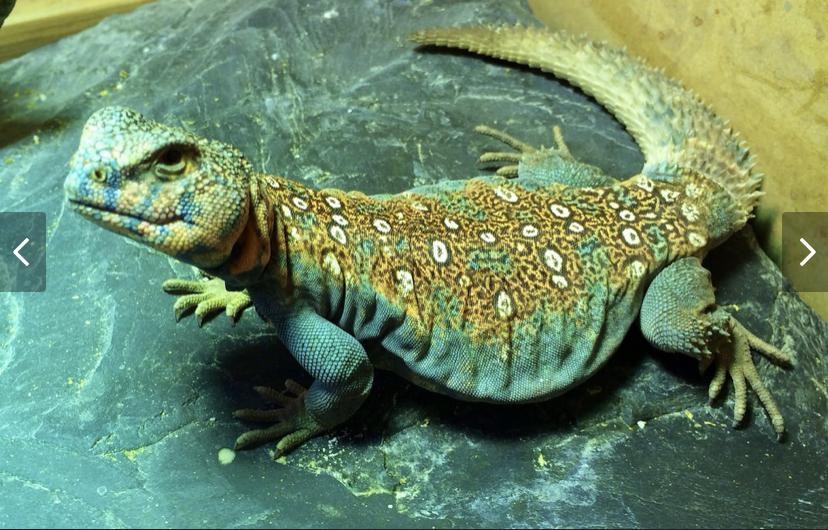 Ocellated Uromastyx (Captive Bred) Other Lizard by The Reptile Shop ...