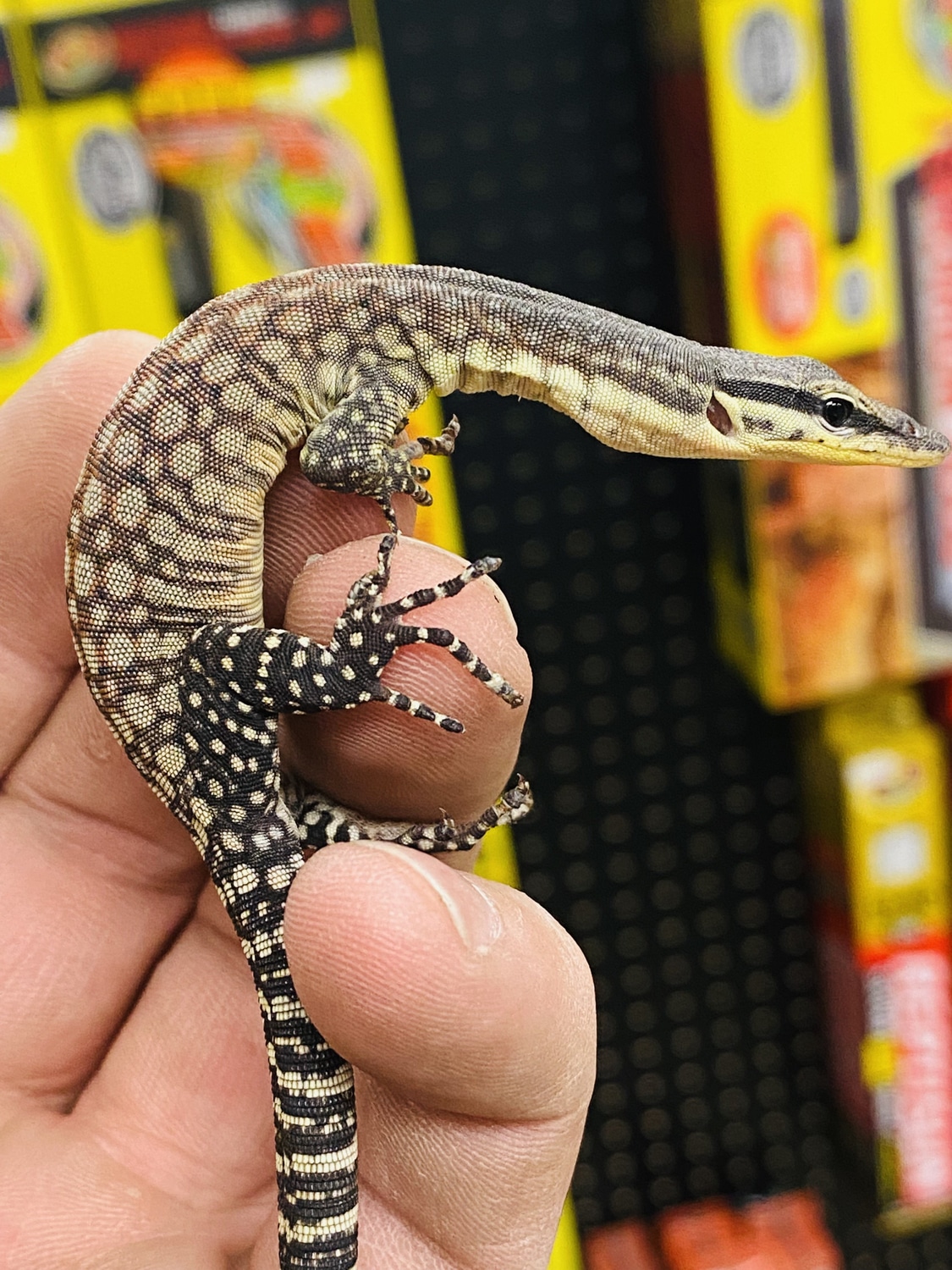 Kimberly Rock Monitors (CB) Other Monitor by The Reptile Shop - MorphMarket