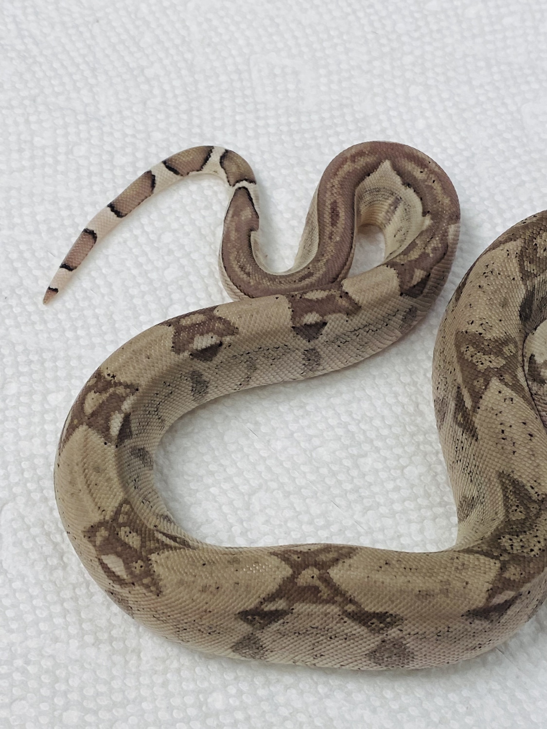 Ghost Jungle Boa Constrictor by The Reptile Shop - MorphMarket