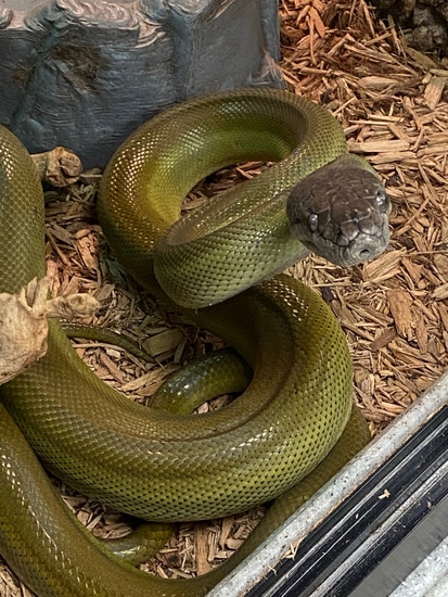 Papuan Olive Python (6 Foot) by The Reptile Shop