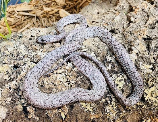 Shatter Corn (Sunkissed Cinder) Het Hypo Corn Snake by The Reptile Shop