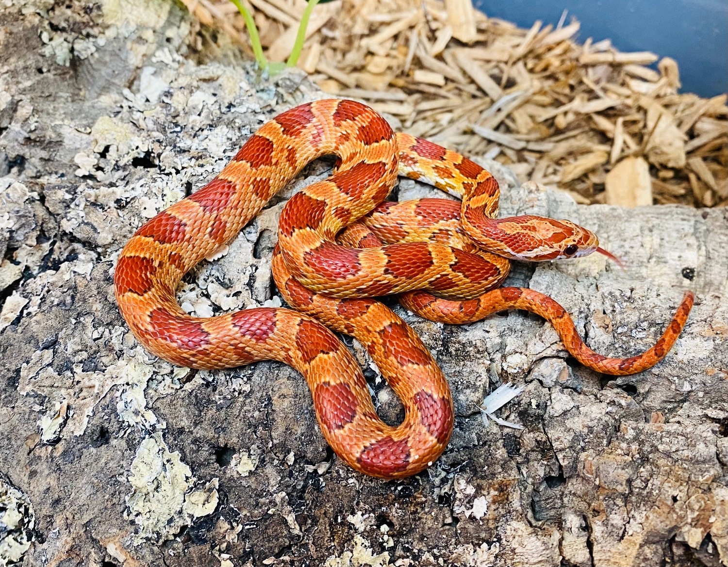 Strawberry (JMG Coral) 100% Anery Bloodred Corn Snake by The Reptile ...
