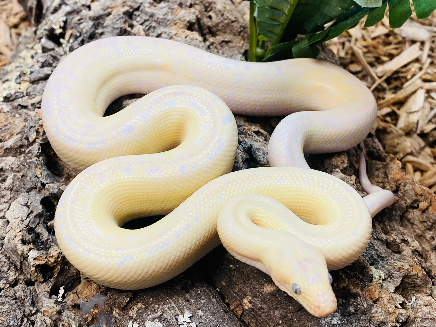 Blue Eyed Leucistic Rainbow Boa (1 Year Old) Colombian Rainbow Boa by ...