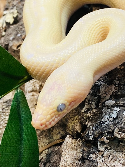 Blue Eyed Leucistic Rainbow Boa (1 Year Old) Colombian Rainbow Boa by ...