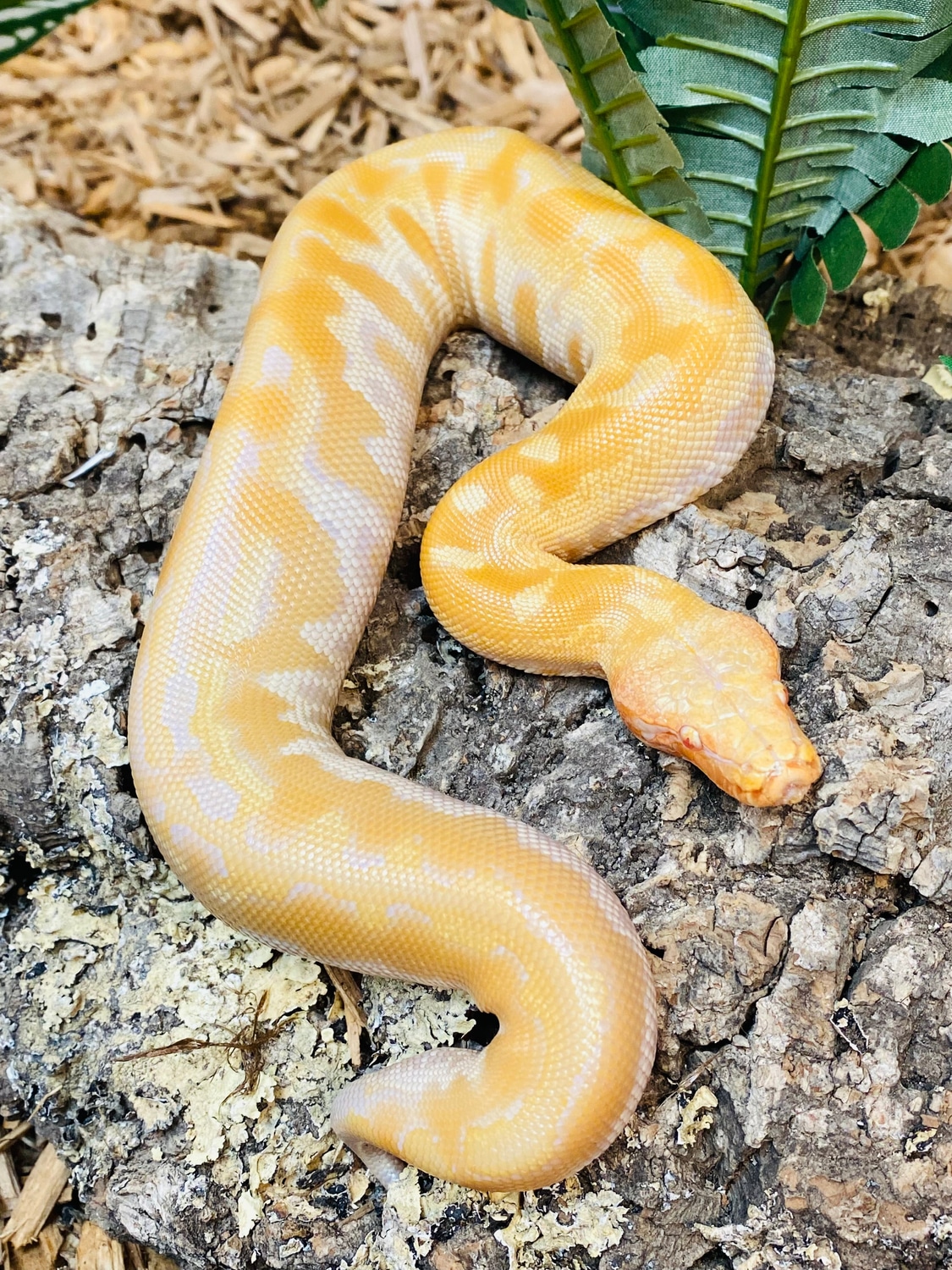Albino Matrix Blood Python by The Reptile Shop - MorphMarket