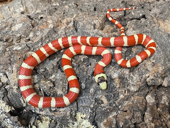 Applegate Arizona Mtn King (Male) Arizona Mountain Kingsnake by The ...