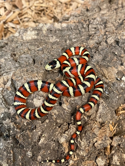 Arizona Mtn King Het Applegate Arizona Mountain Kingsnake by The ...