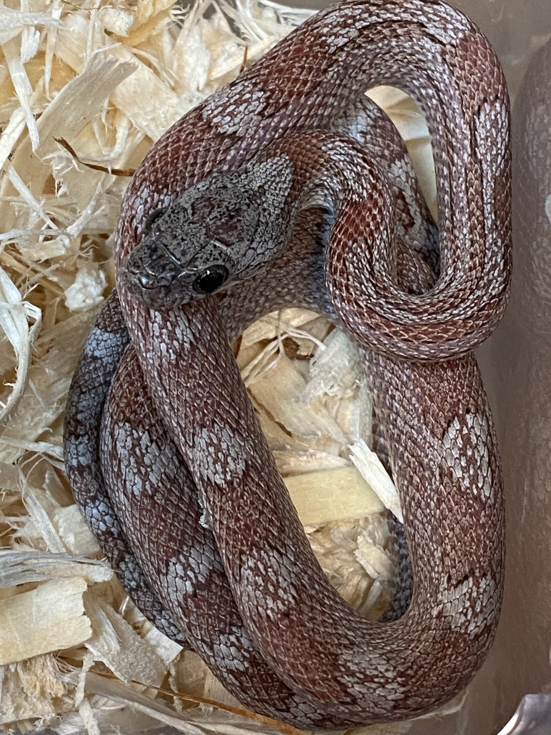 Cinder Motley Corn Snake by The Reptile Shop - MorphMarket