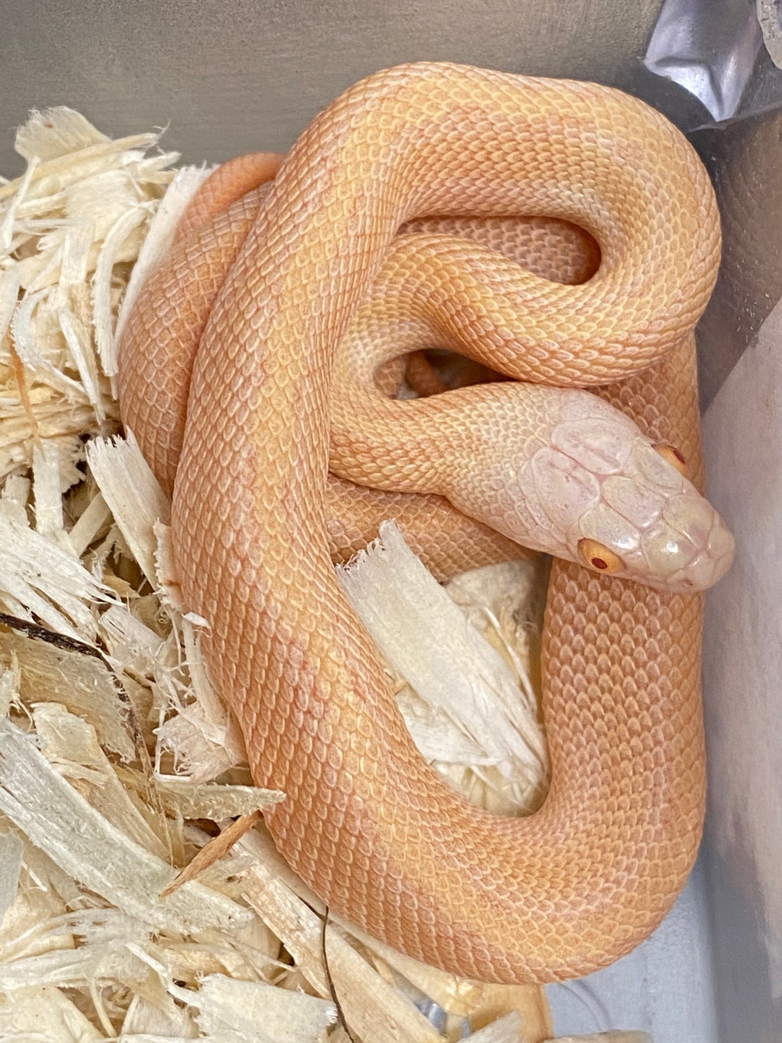 Albino Patternless Other Rat Snake by The Reptile Shop - MorphMarket