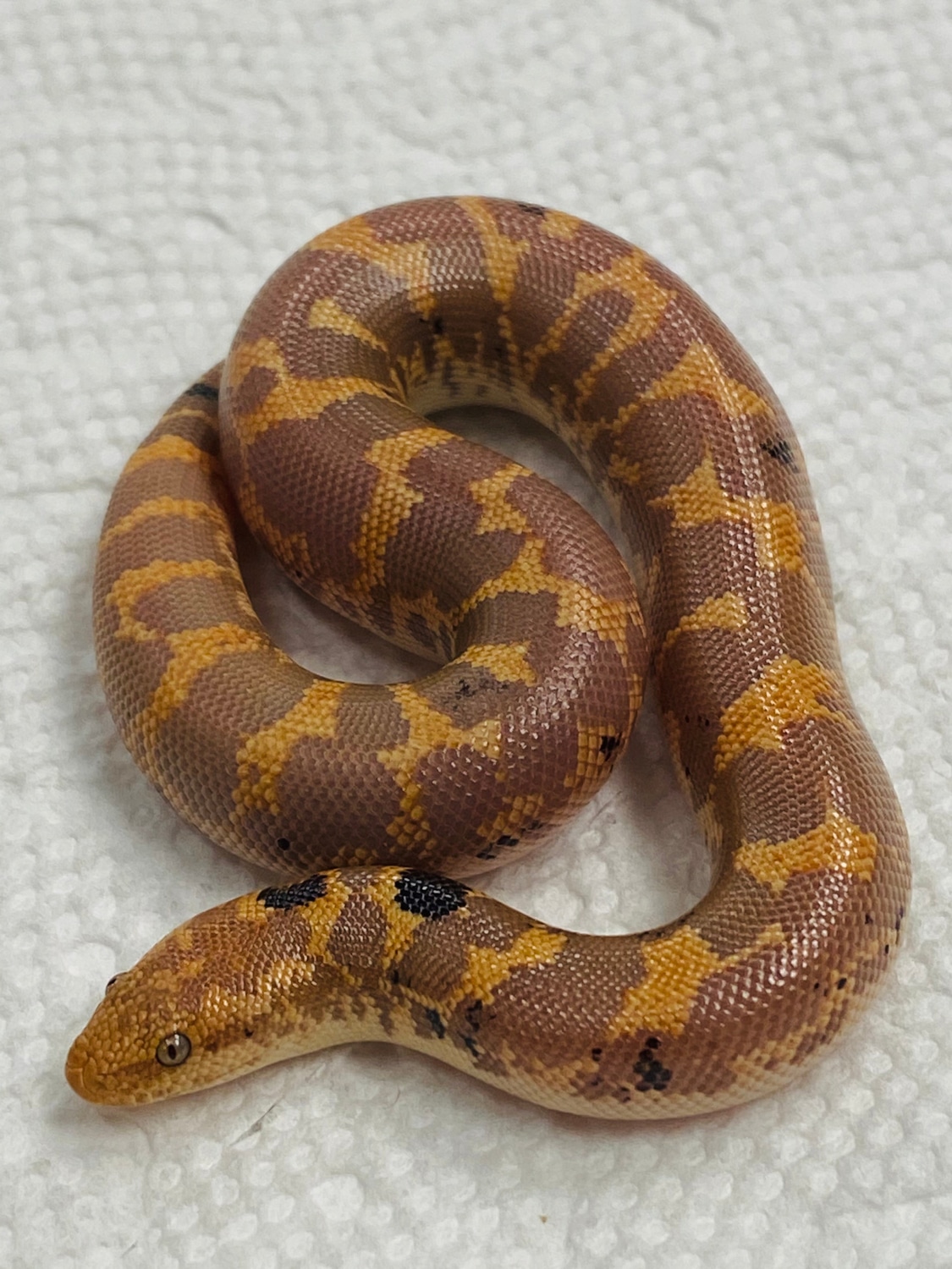 Albino Paradox Het Snow Kenyan Sand Boa by The Reptile Shop - MorphMarket