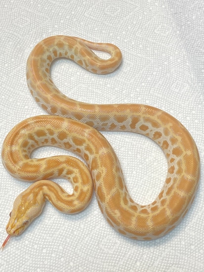 Pearl Burmese Het Lab Pos Granite Burmese Python by The Reptile Shop