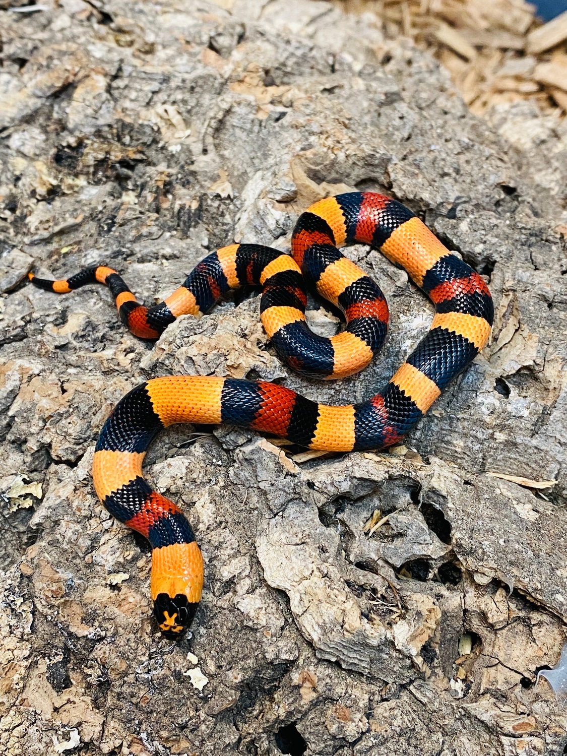Halloween Milk Pueblan Milk Snake by The Reptile Shop - MorphMarket