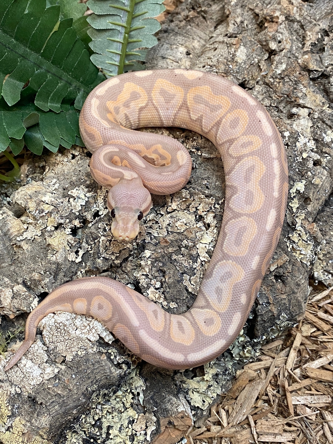 Banana Cinnamon Ball Python by The Reptile Shop - MorphMarket