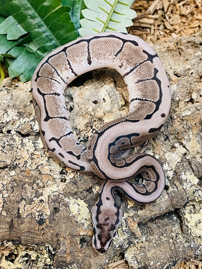 VPI Axanthic Spider Ball Python by The Reptile Shop