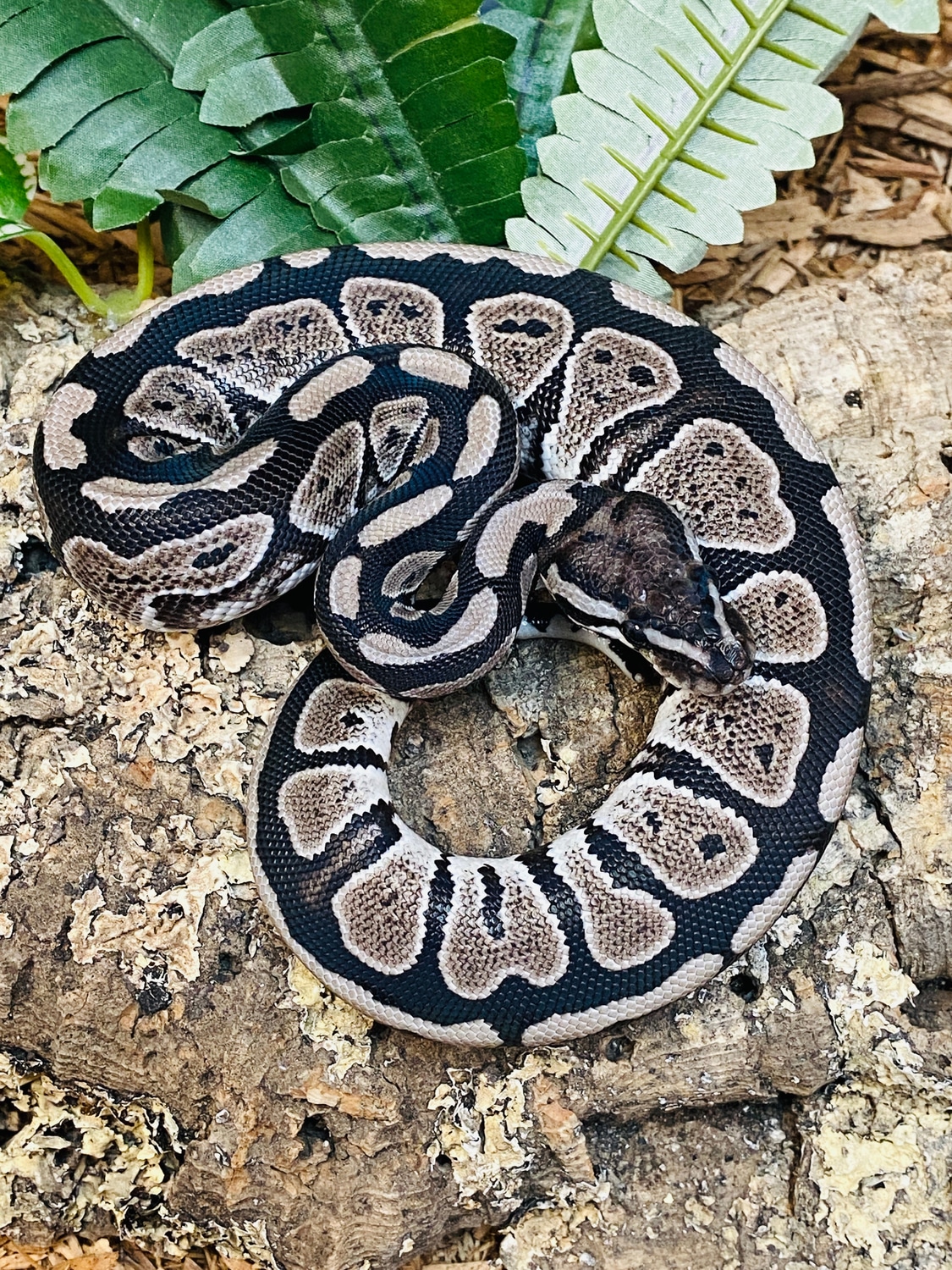 VPI Axanthic Ball Python by The Reptile Shop - MorphMarket