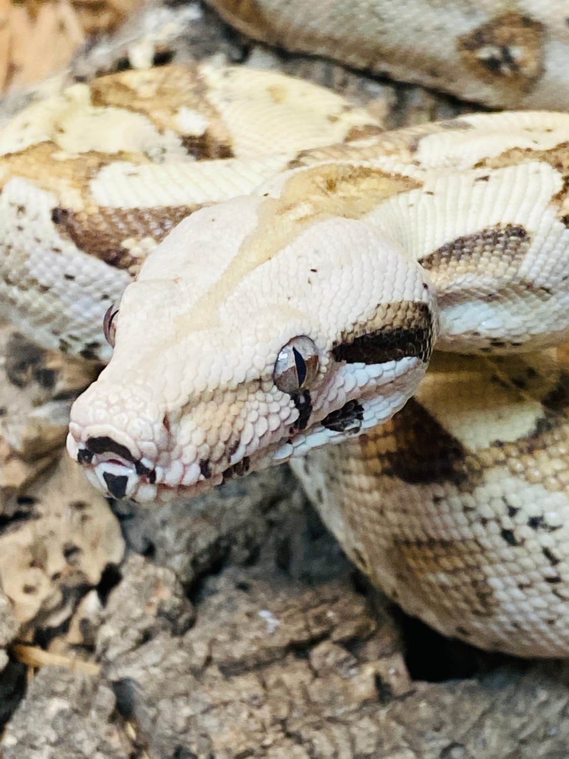 Red Panther VPI Jungle T+ Boa (3 Foot) Boa Constrictor by The Reptile ...