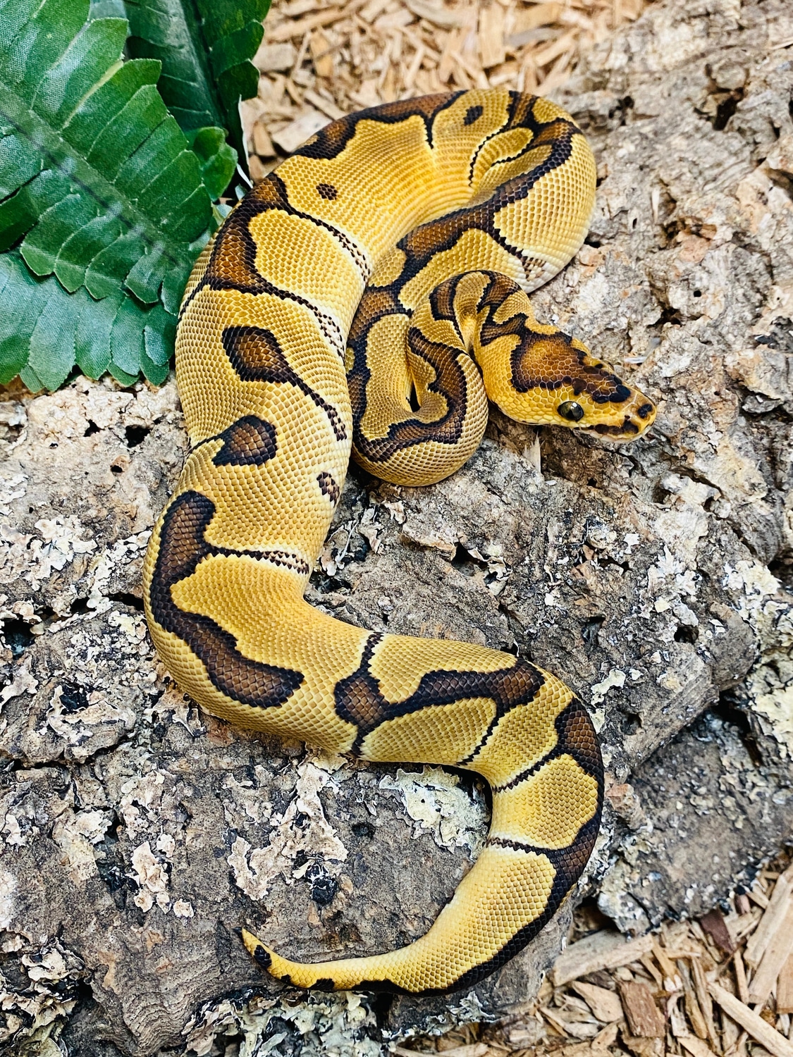 Enchi Clown Pos Het Pied Ball Python by The Reptile Shop - MorphMarket