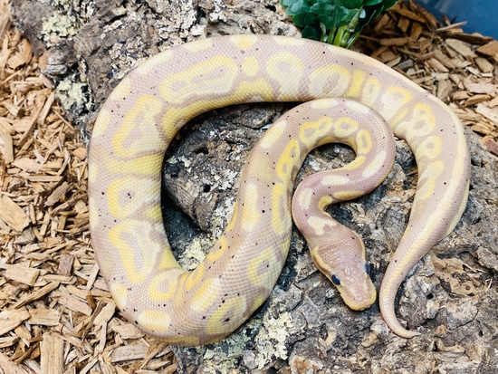 Banana Cinnamon Mojave Het Orange Ghost Ball Python by The Reptile Shop