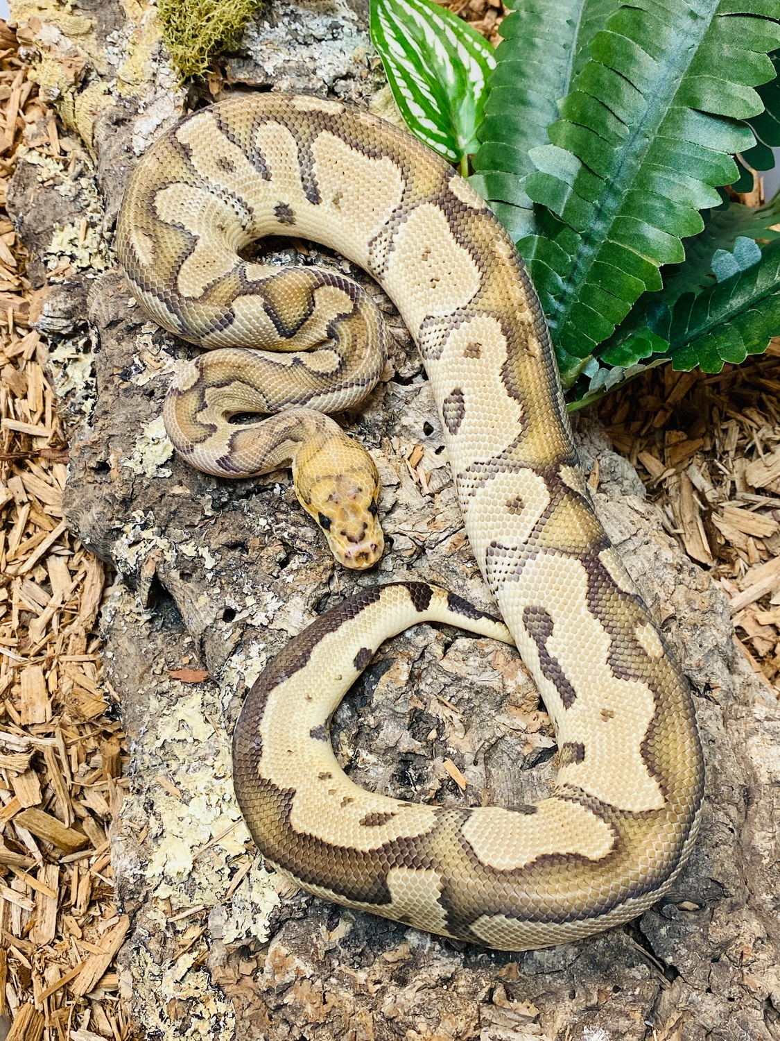 Fire Yellow Belly Clown Ball Python by The Reptile Shop - MorphMarket