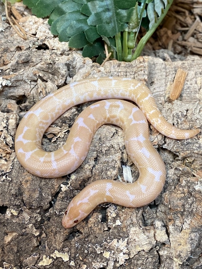 Snow Kenyan Sand Boa by The Reptile Shop