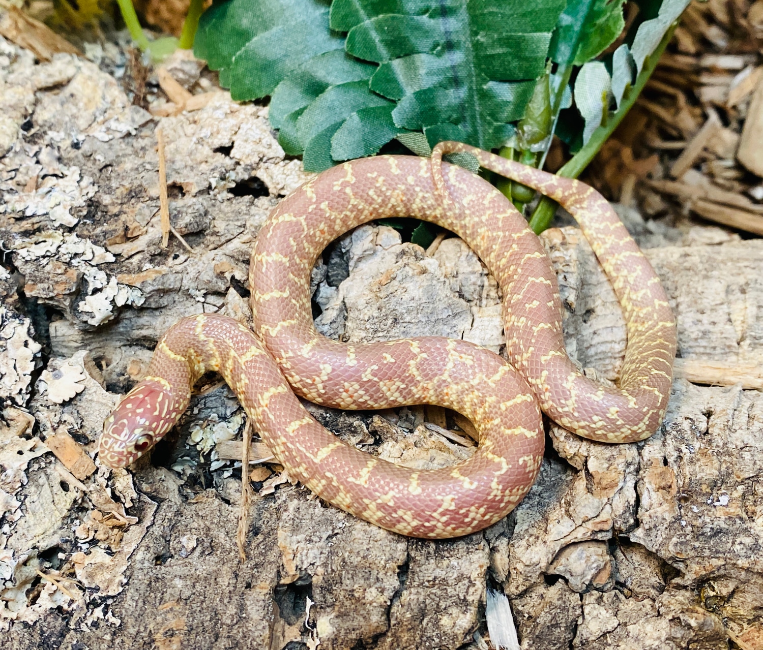 Amel FL King Florida Kingsnake by The Reptile Shop - MorphMarket