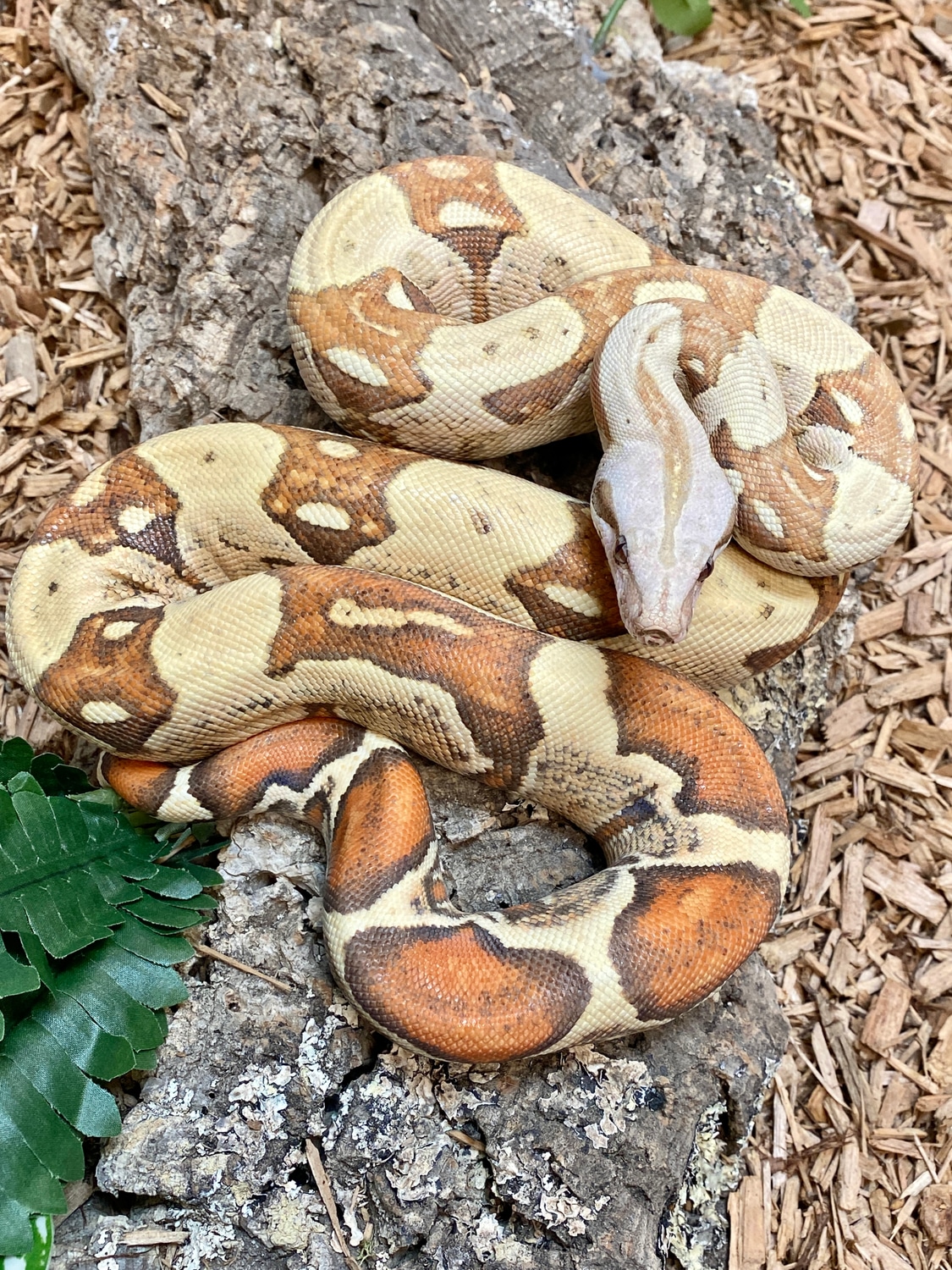 VPI Jungle T+ Boa Boa Constrictor by The Reptile Shop - MorphMarket