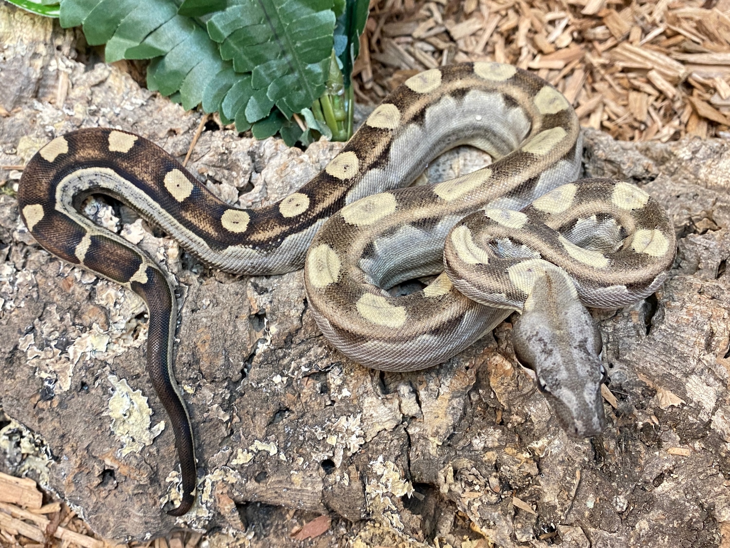 Motley Boas 100% Het VPI 50% Het Anery Boa Constrictor by The Reptile ...