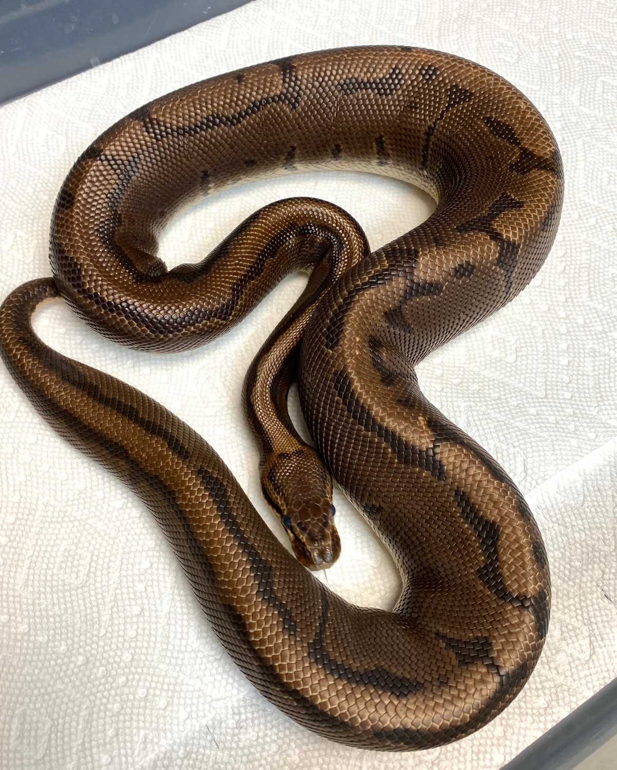 Leopard PinStripe Ball Ball Python by The Reptile Shop - MorphMarket