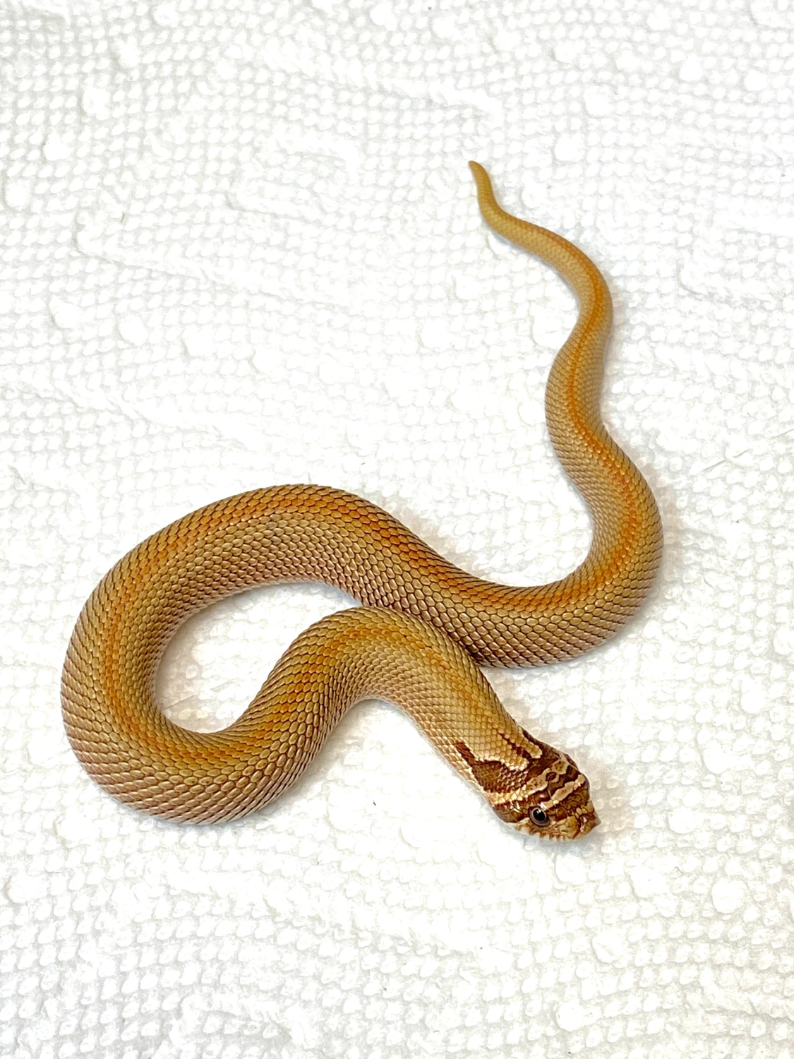 Super Conda Het Axanthic Pos Het Toxic Western Hognose by The Reptile ...