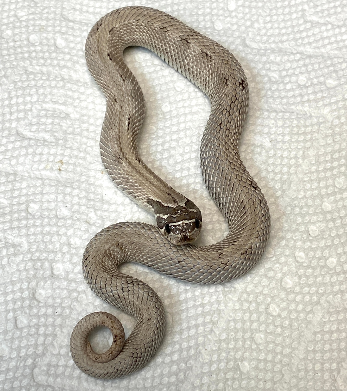 Axanthic Conda Het Snow Western Hognose by The Reptile Shop - MorphMarket