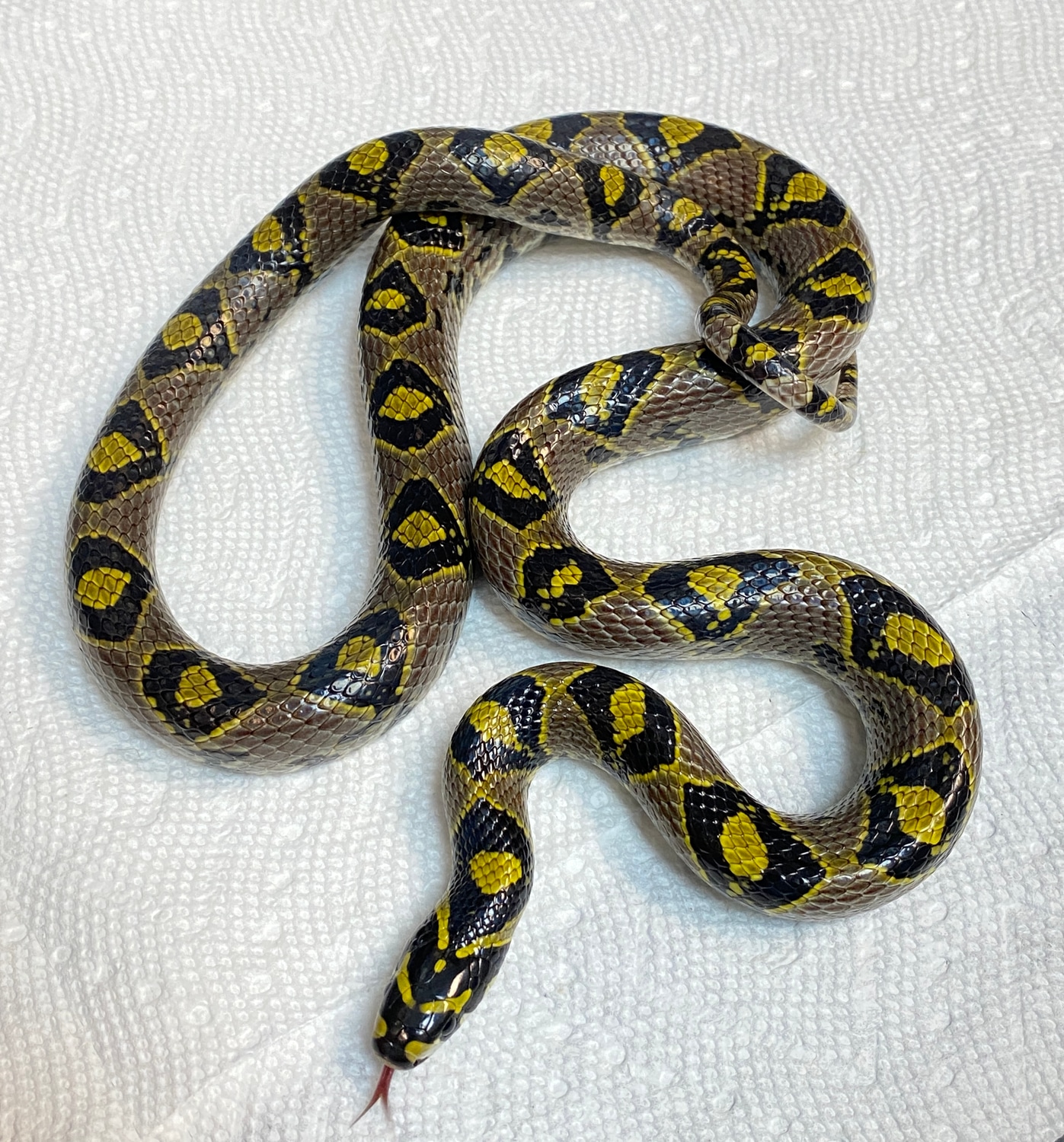 Mandarin Rat Snake by The Reptile Shop - MorphMarket
