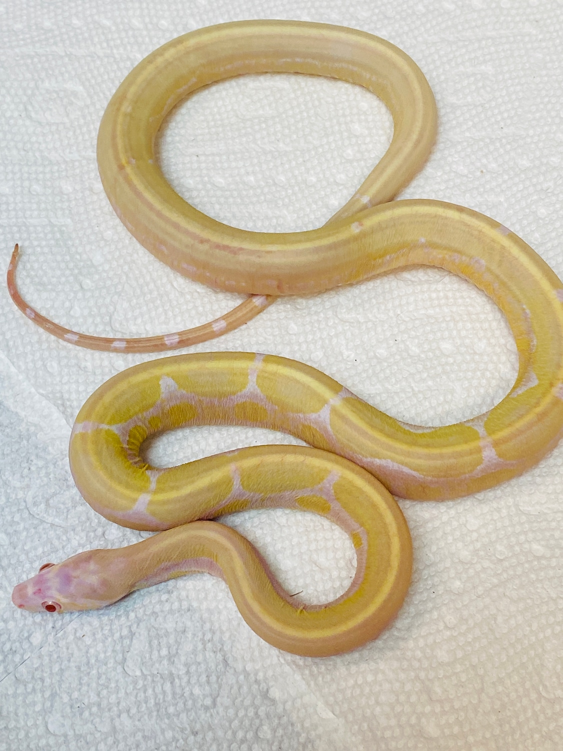 Scaless Snow (Over 2 Foot) Corn Snake by The Reptile Shop - MorphMarket